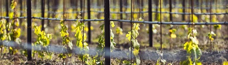 Agrarische beregening | Wildkamp